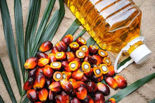 Palm Oil: A Cornerstone of Pakistan's Edible Oils and Fats Sector ...